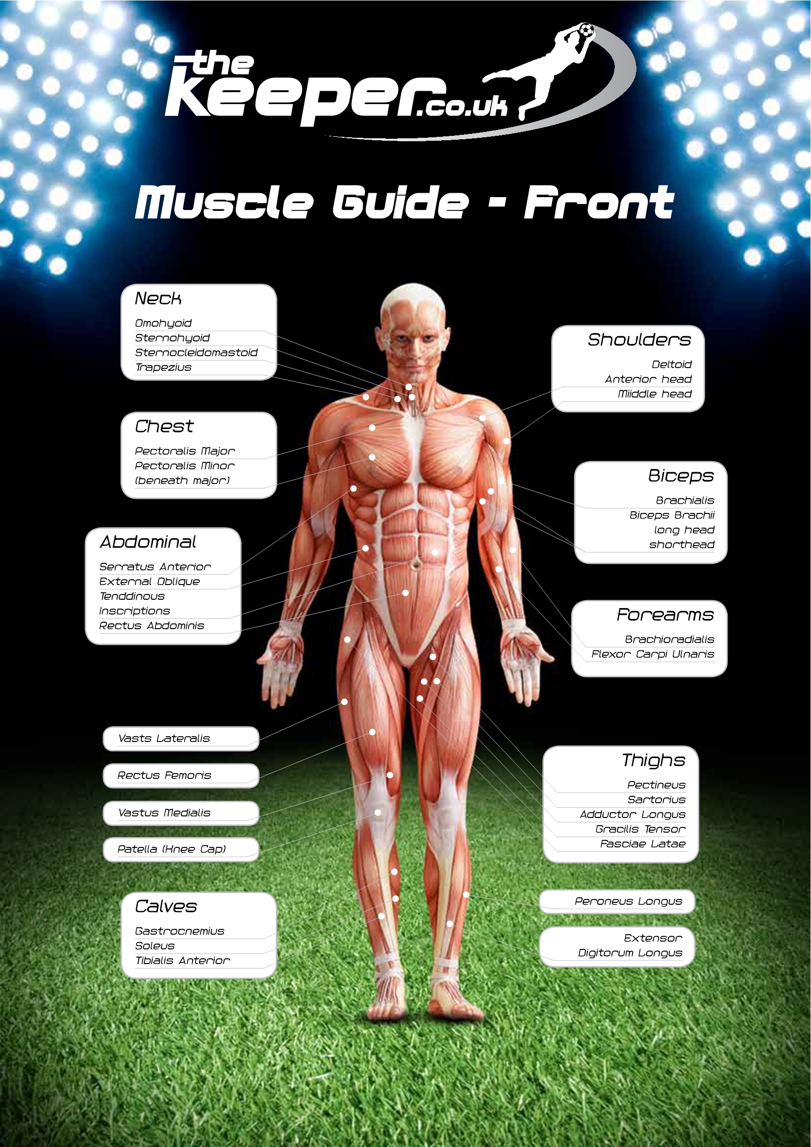 theKeeper.co.uk - Muscle Chart 2